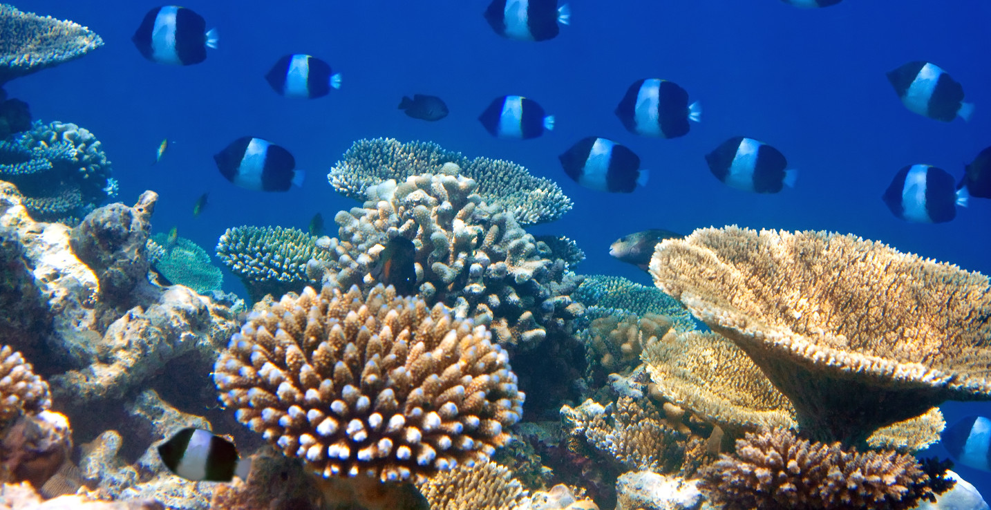 Puhkus Mauritiusel - taevalikest randadest lopsaka džunglini | Novatours